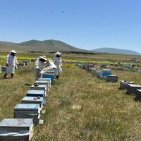 Türkiye's Beekeeping Tourism: Promoting a Sector Facing Challenges