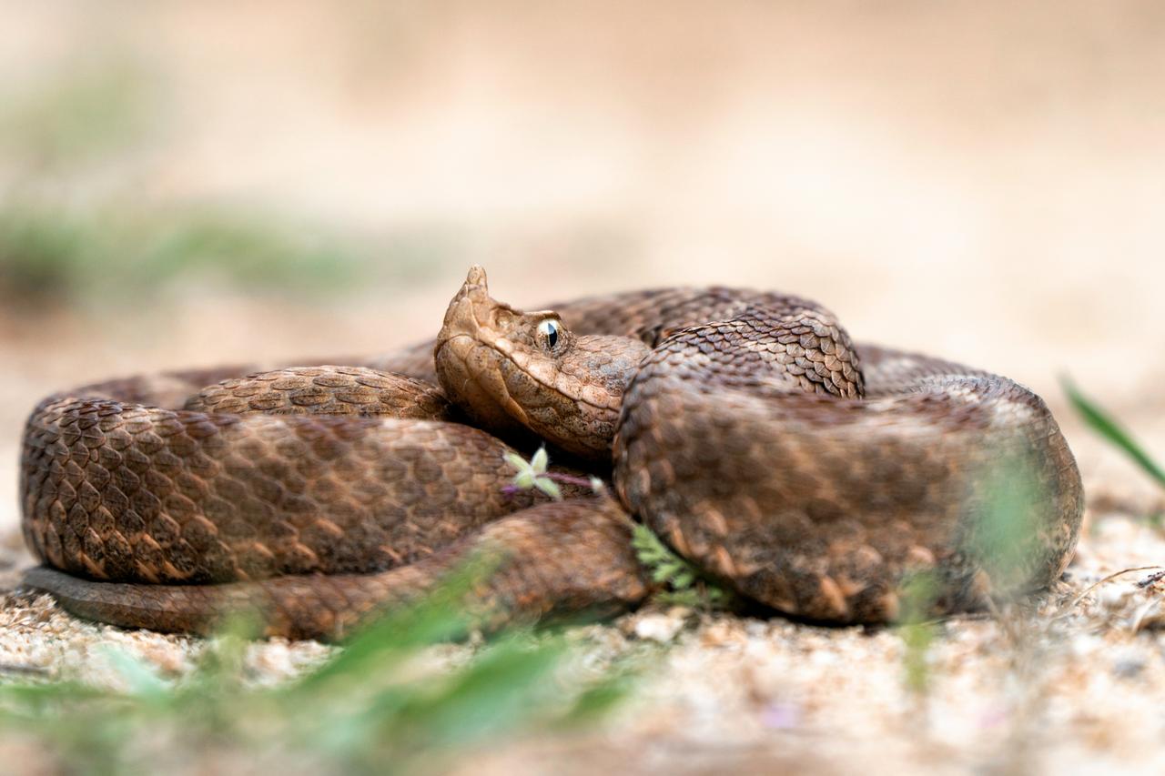 Türkiye's Most Venomous Snakes: A Tourist Guide | Turkey Tourism