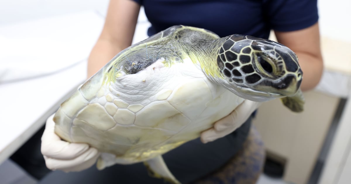 UAE Turtle Population Rises: Plastic Threat Remains a Growing Concern