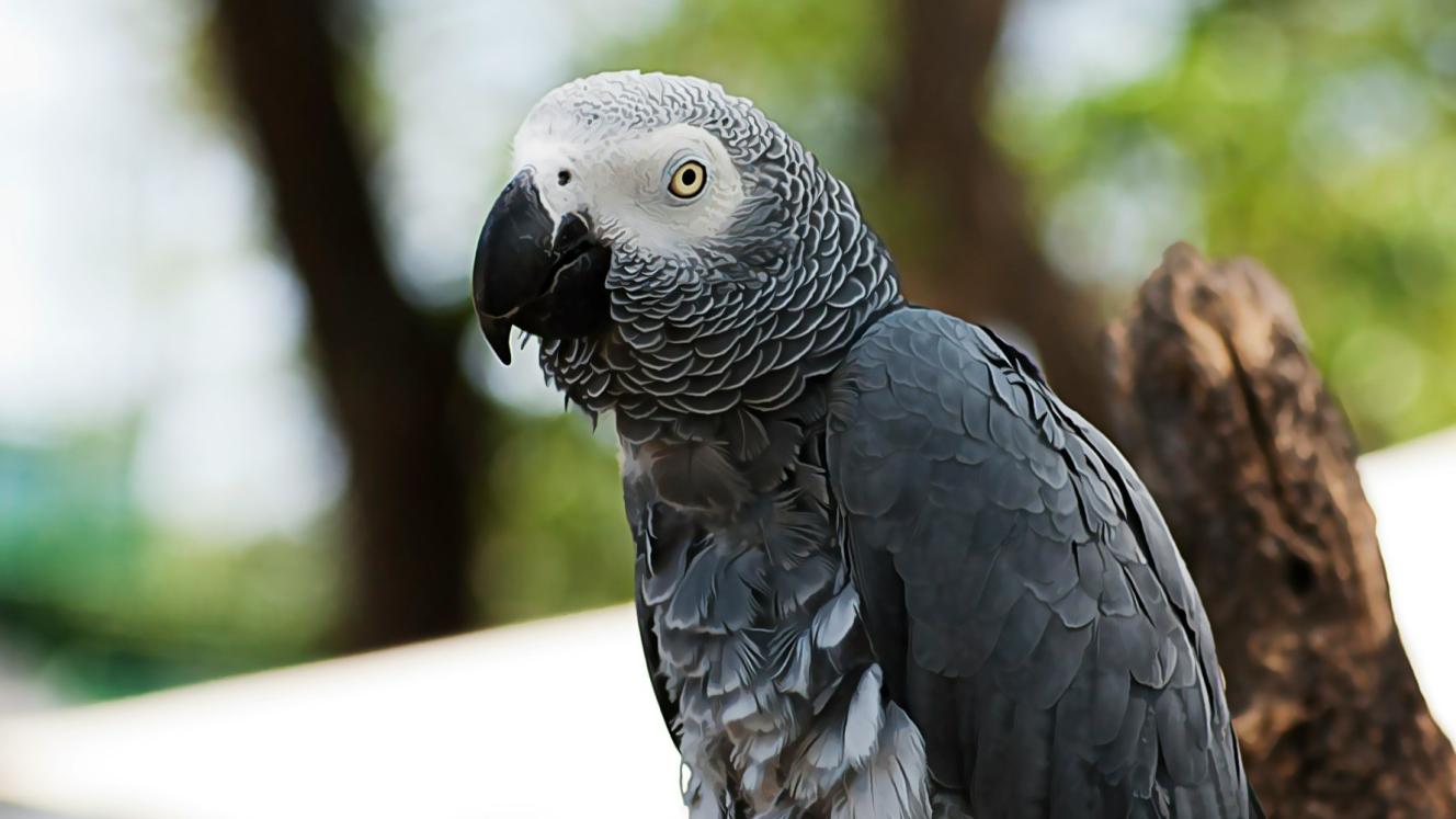 Africa's First Parrot Museum Opens in Uganda: A Vibrant New Attraction