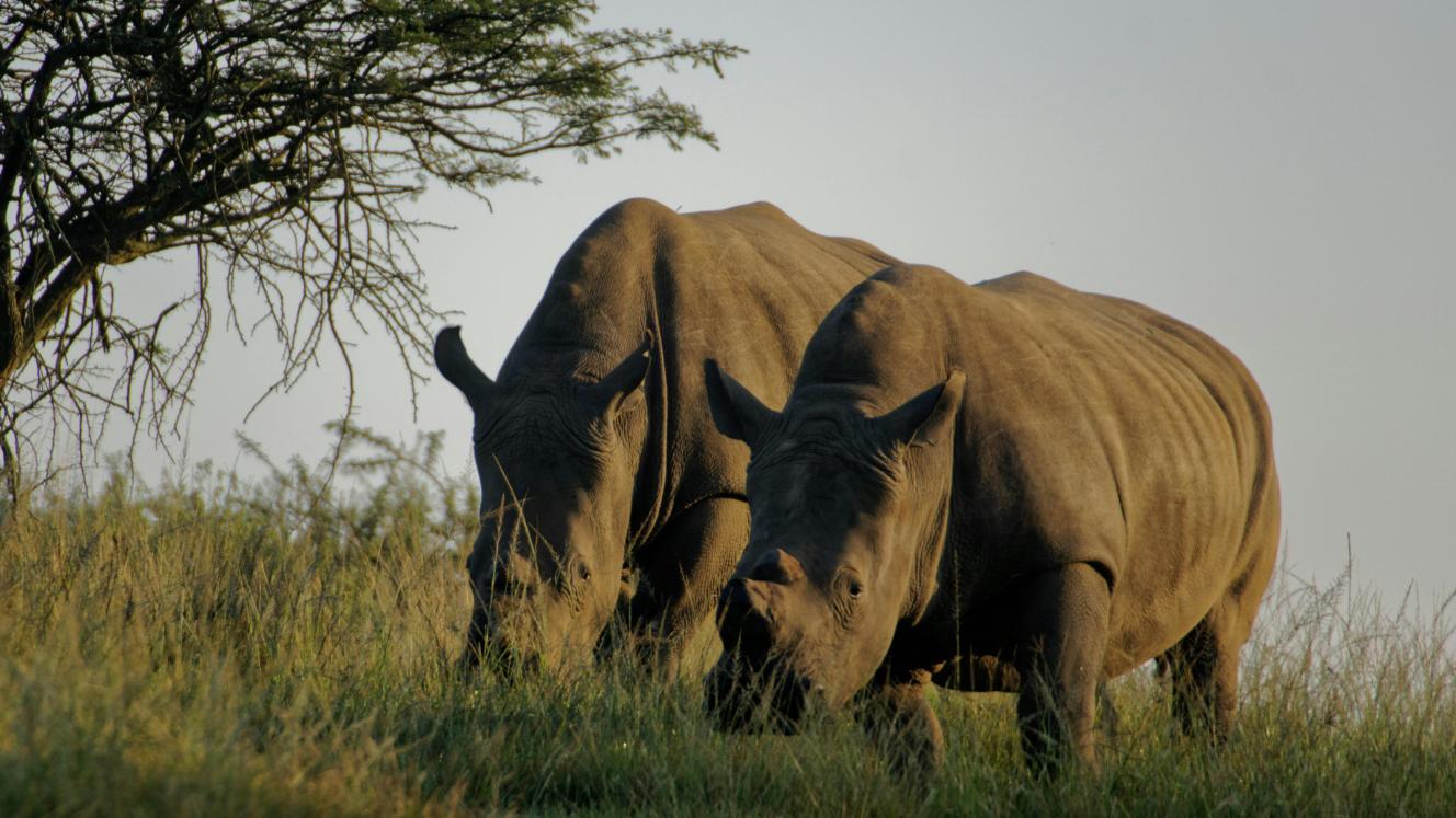 Uganda's First Rhino Naming Ceremony: What You Need to Know